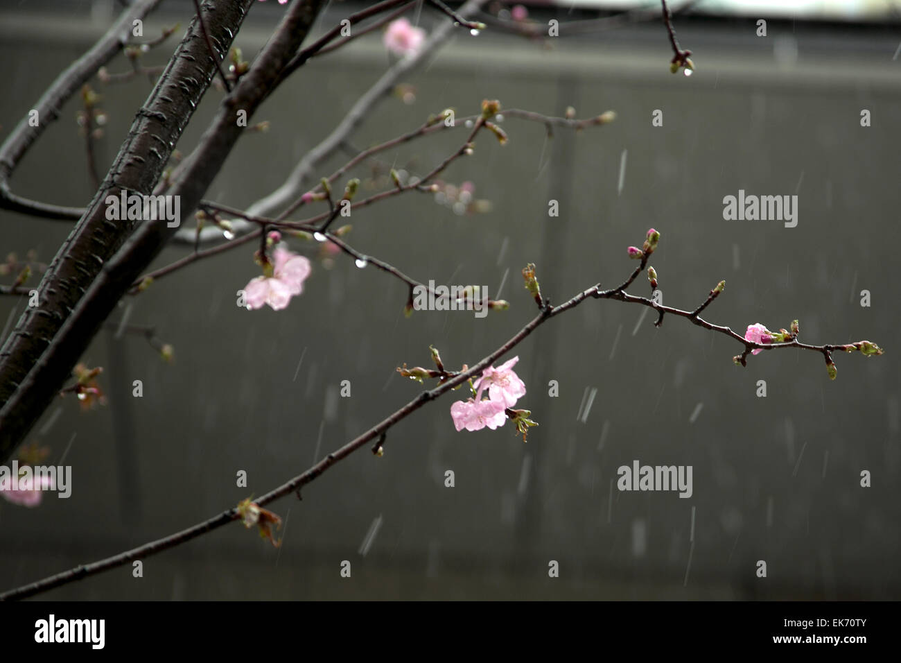 Tokyo, Japan. 8th April, 2015. Cherry blossoms flowers under unexpected ...