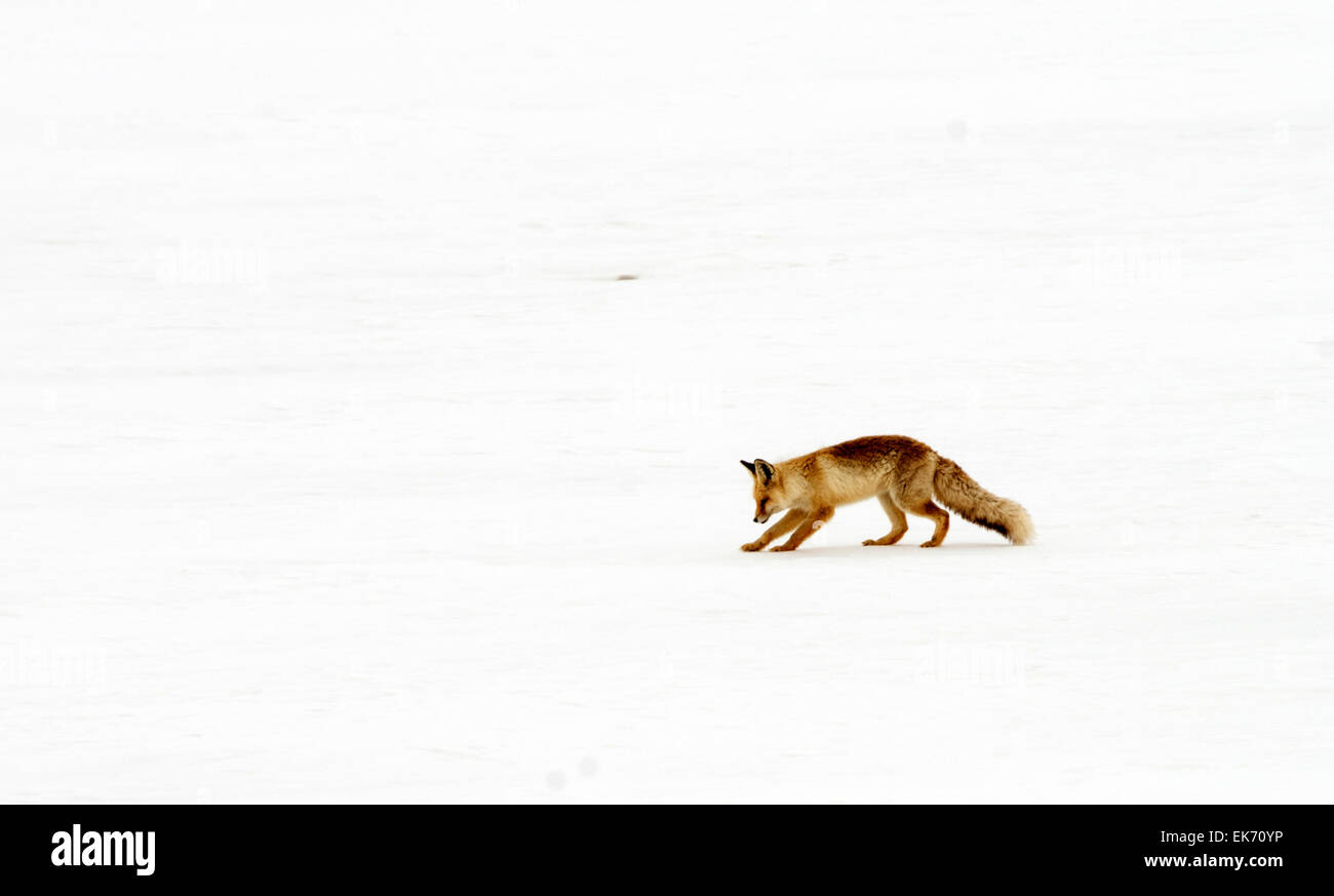 Burang, China's Tibet Autonomous Region. 7th Apr, 2015. A fox looks for ...