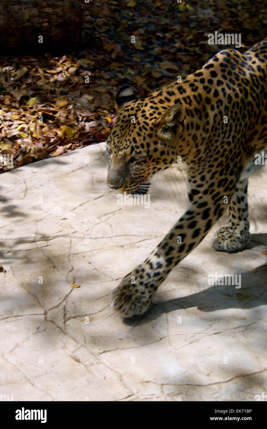 Big cats on the prowl changing his spots Stock Photo - Alamy