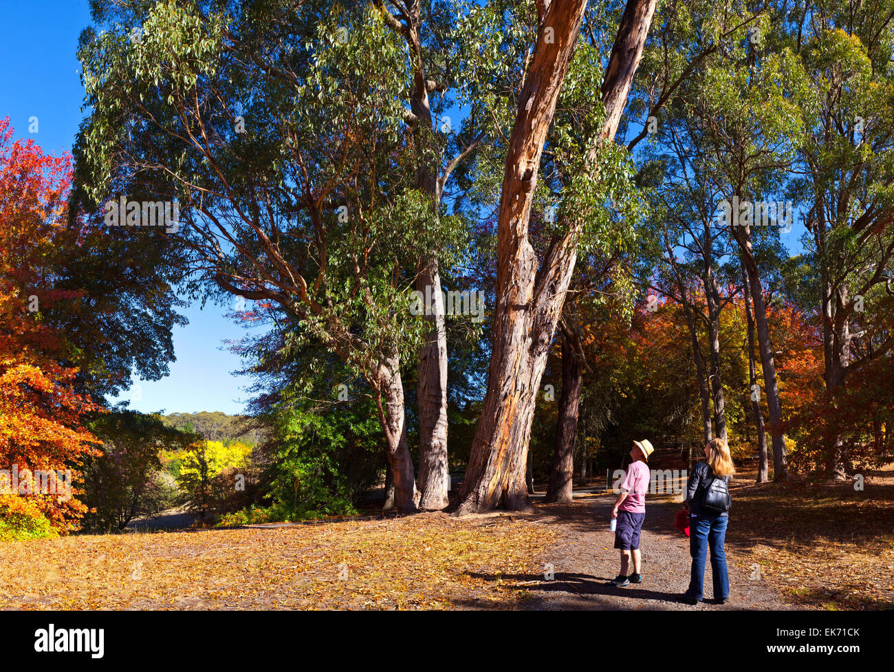 Autumn adelaide hills mt lofty hi-res stock photography and images - Alamy