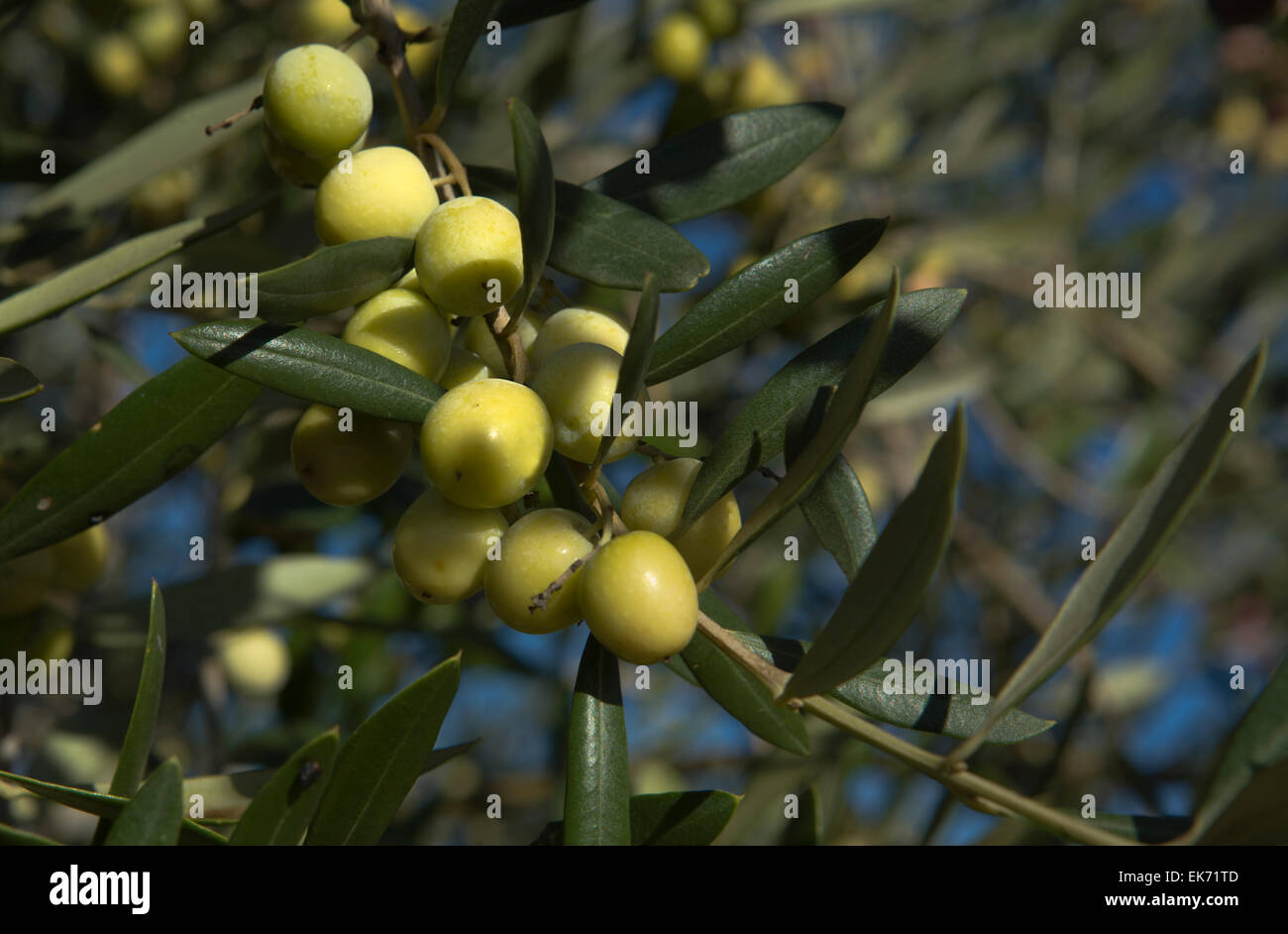 Detail of olive tree branch, Badajoz, Espain Stock Photo - Alamy