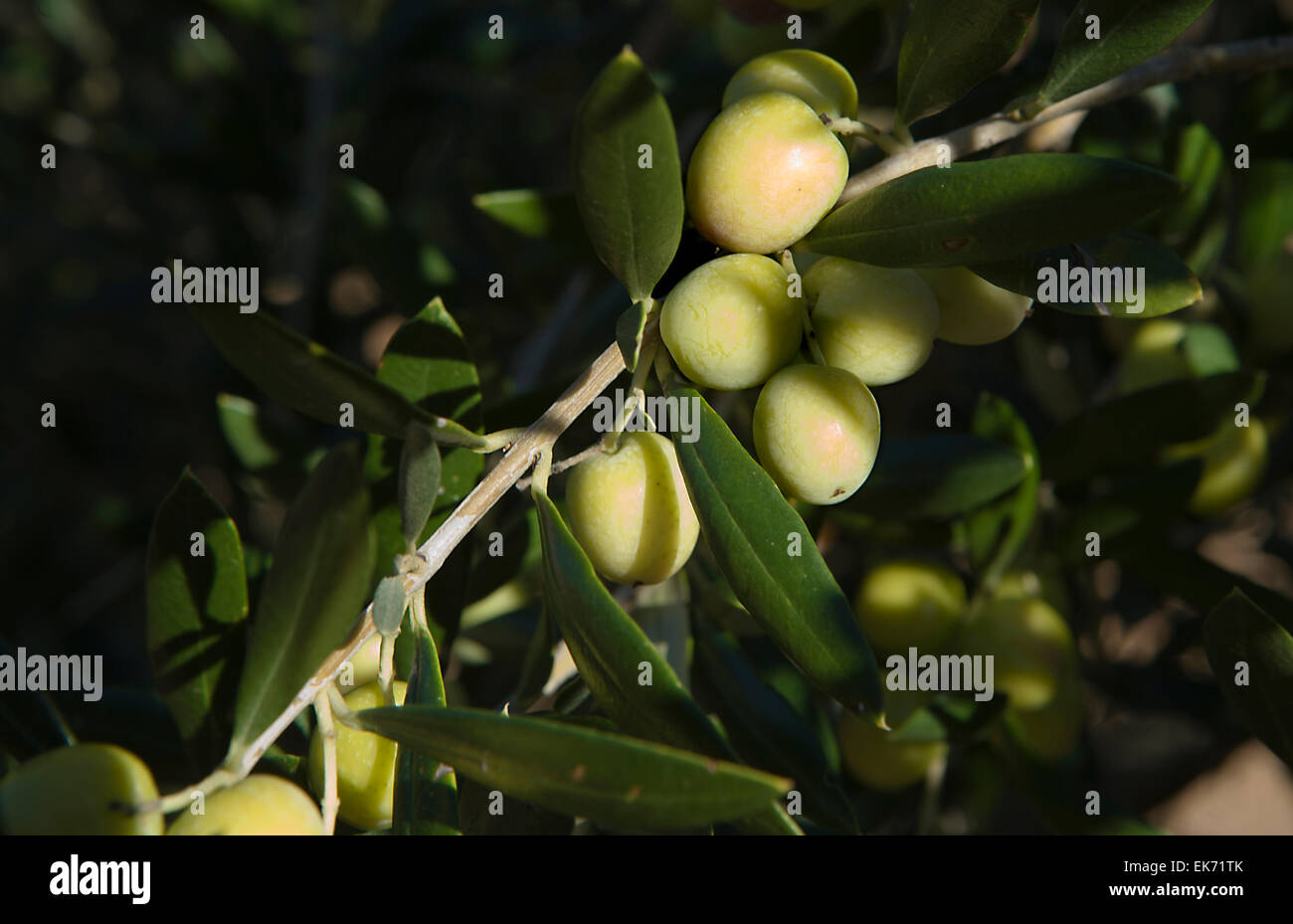Olive tree branch hi-res stock photography and images - Alamy