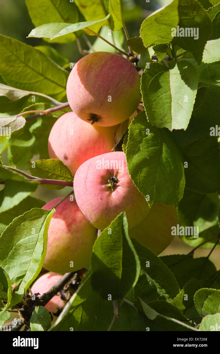 Ripe apples on the apple tree under sun light Stock Photo - Alamy