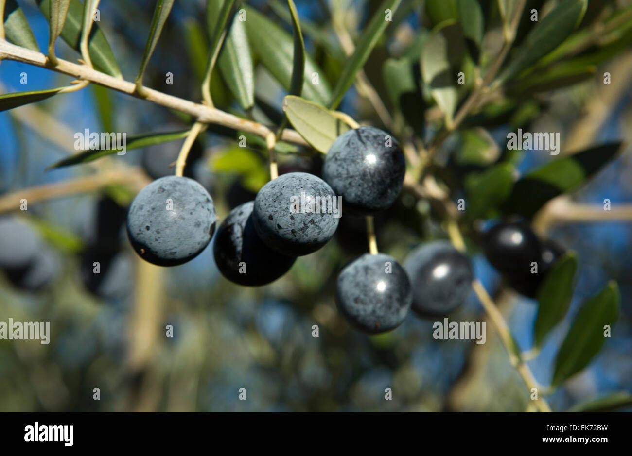 Detail of olive tree branch, Badajoz, Espain Stock Photo - Alamy