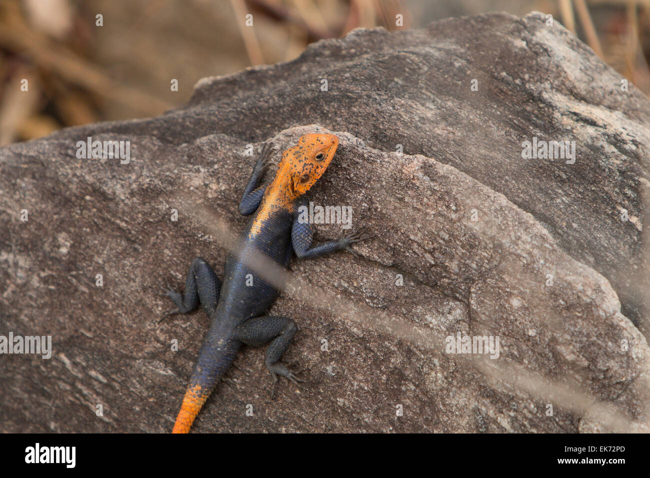 Red headed Agama lizard - Kidepo Valley National Park in Northern ...