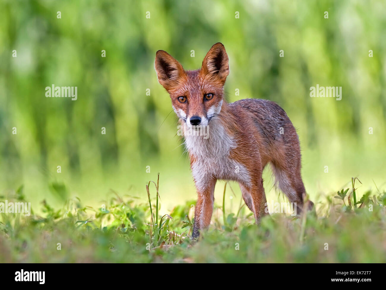 Fox game hi-res stock photography and images - Alamy