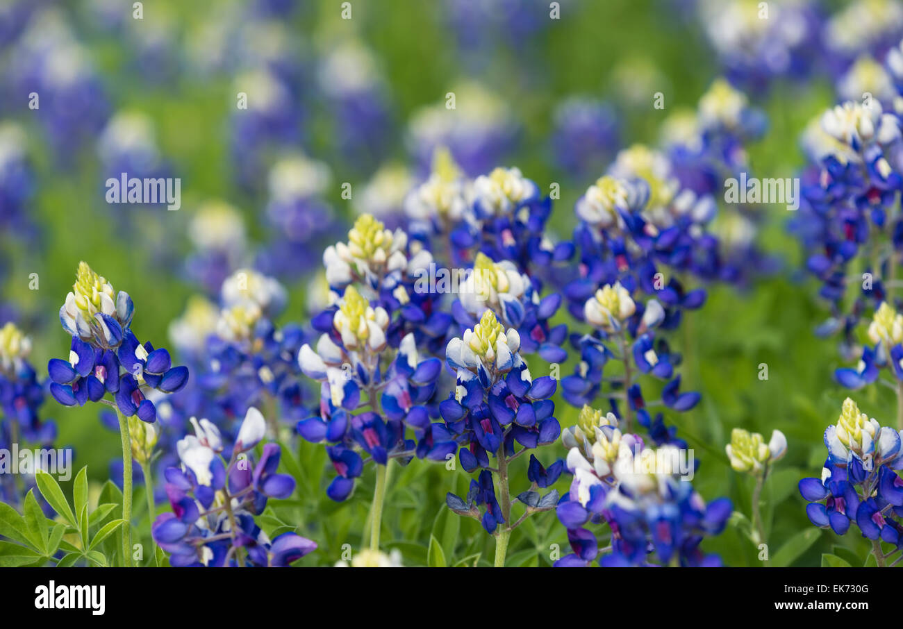 Texas bluebonnet flowers (Lupinus texensis) blooming on the meadow ...