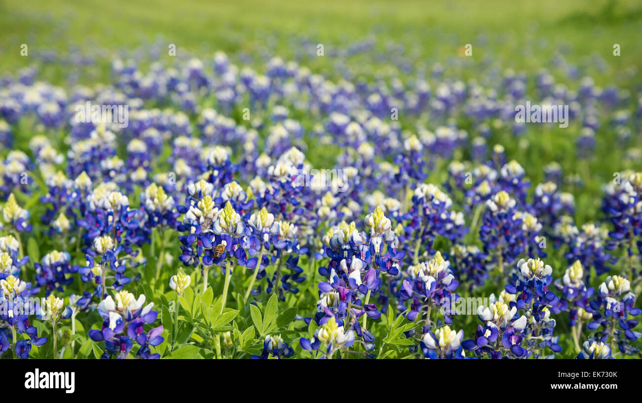 Texas bluebonnet flower (Lupinus texensis) field blooming in the spring ...