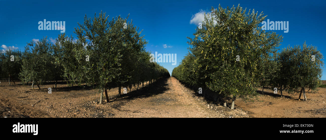 Intensive olive tree plantage, Badajoz, Spain Stock Photo - Alamy