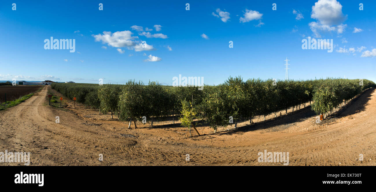 Intensive olive tree plantage, Badajoz, Spain Stock Photo - Alamy