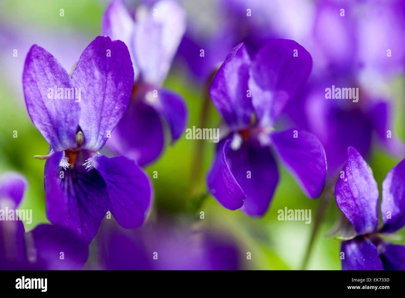 Blue violas flowers hi-res stock photography and images - Alamy