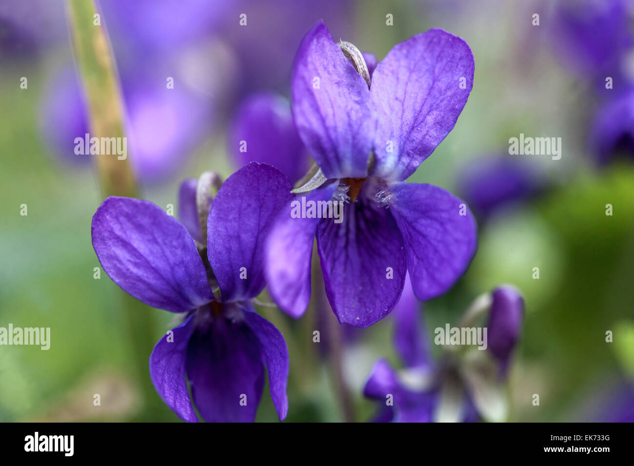 Blue violas flowers hi-res stock photography and images - Alamy