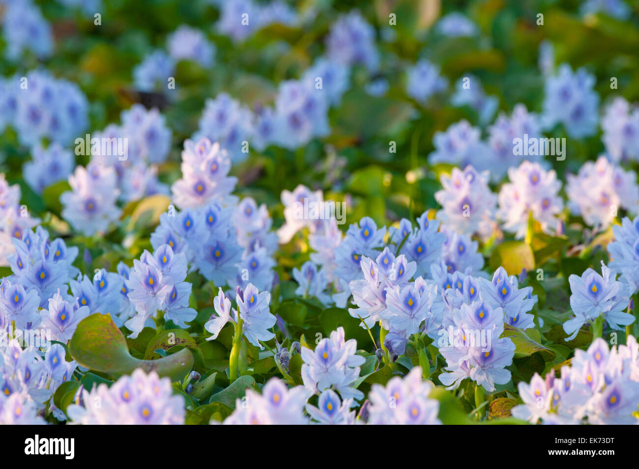 Tourism invasive african weed hi-res stock photography and images - Alamy