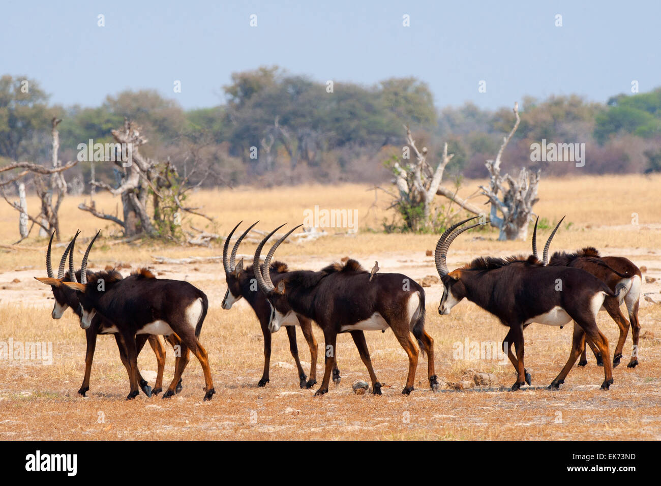 Sable antelope walking hi-res stock photography and images - Alamy