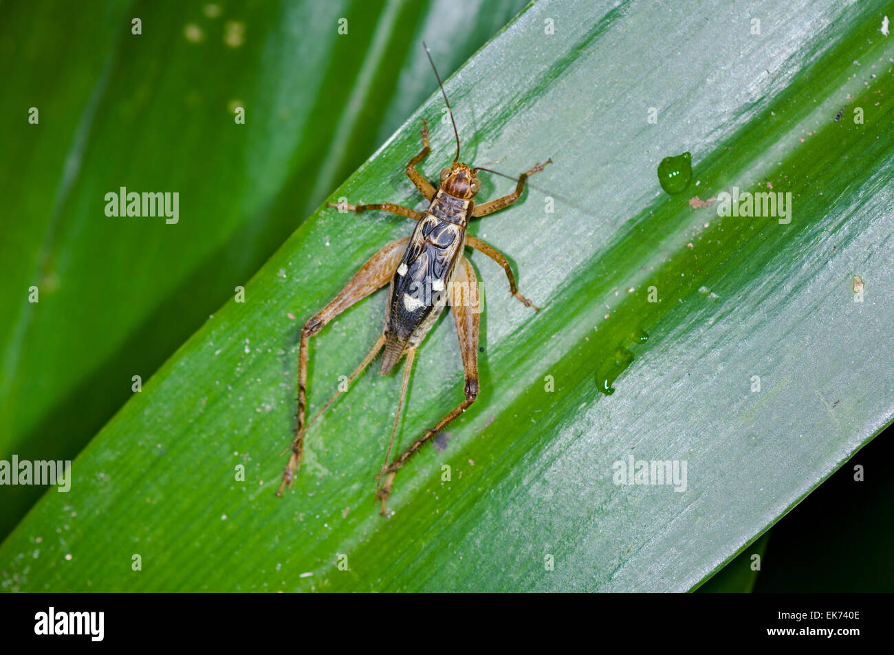 Gryllidae Crickets