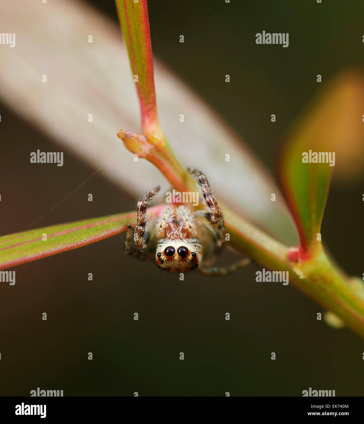 Jumping Spider (Cytaea plumbeiventris), New South Wales, Australia ...