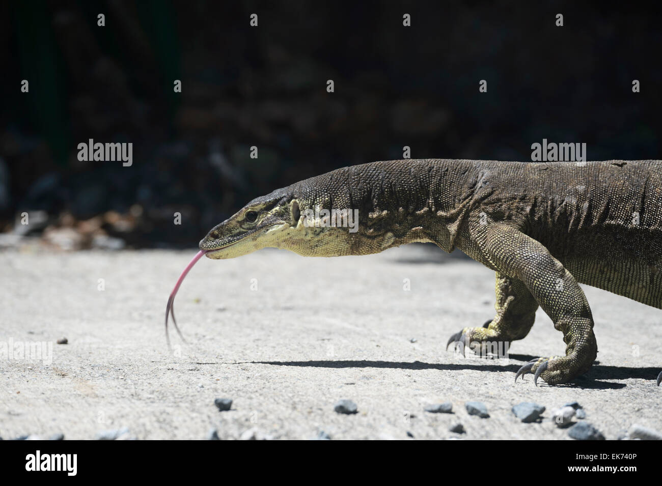 Yellow Spotted Sand Monitor (Varanus panoptes), Fitzroy Island ...