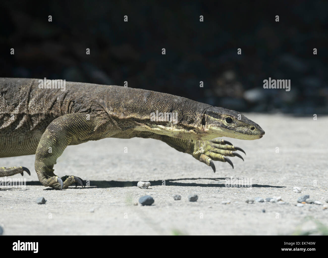 Yellow Spotted Sand Monitor (Varanus panoptes), Fitzroy Island, Far ...