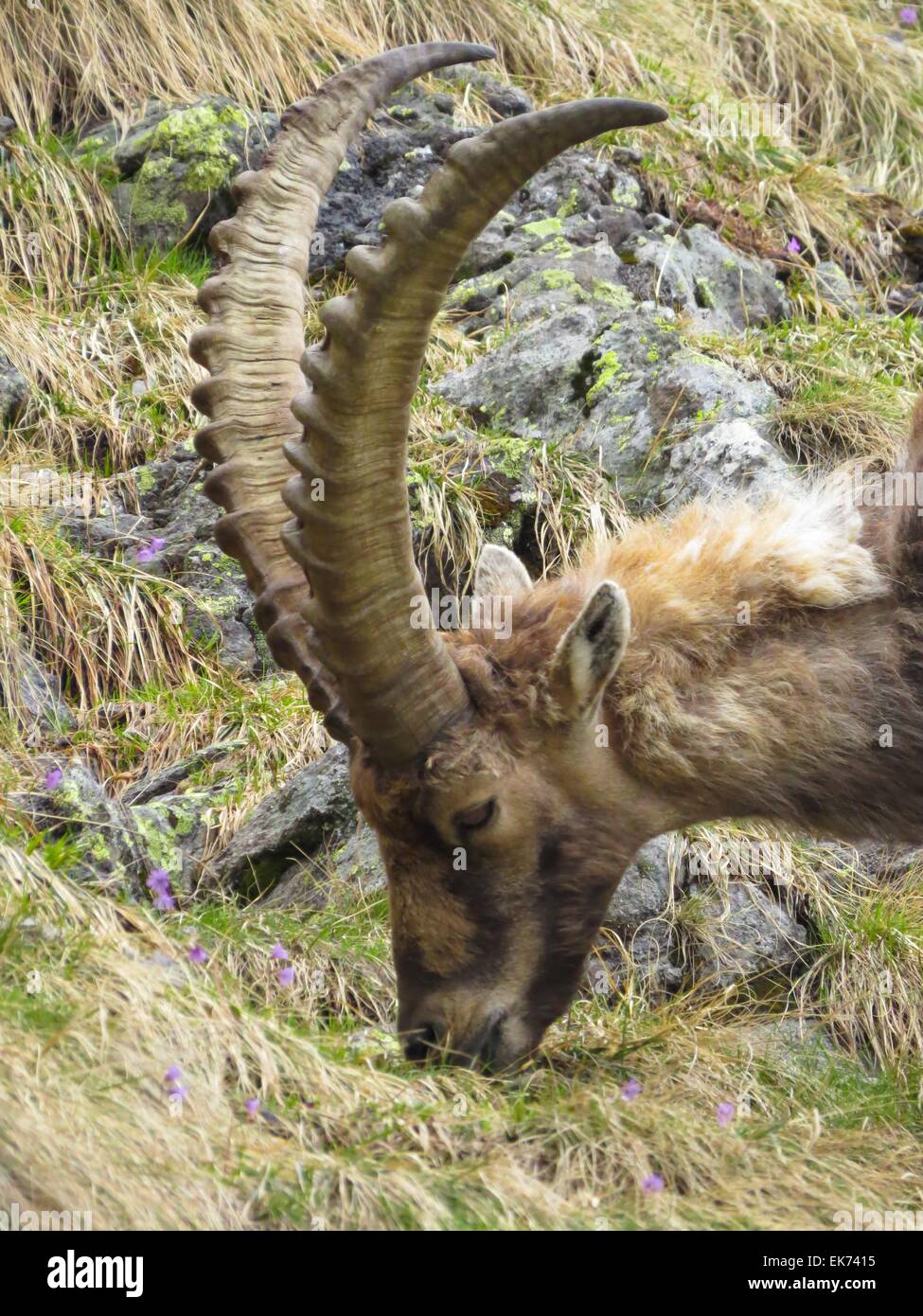 a steinbock on a mountain Stock Photo - Alamy