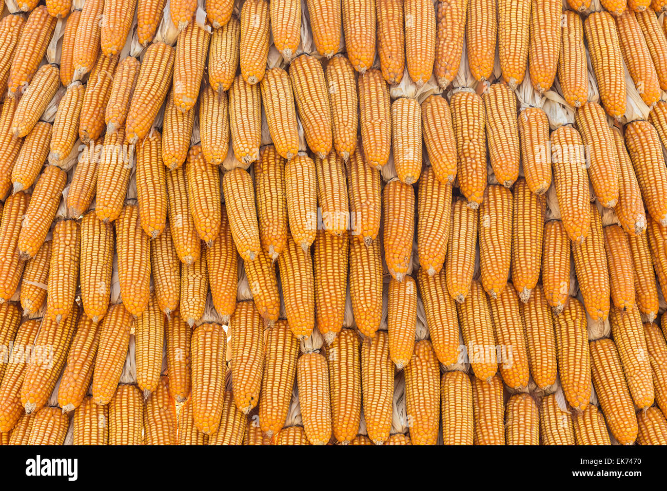 Dried corn background Stock Photo - Alamy