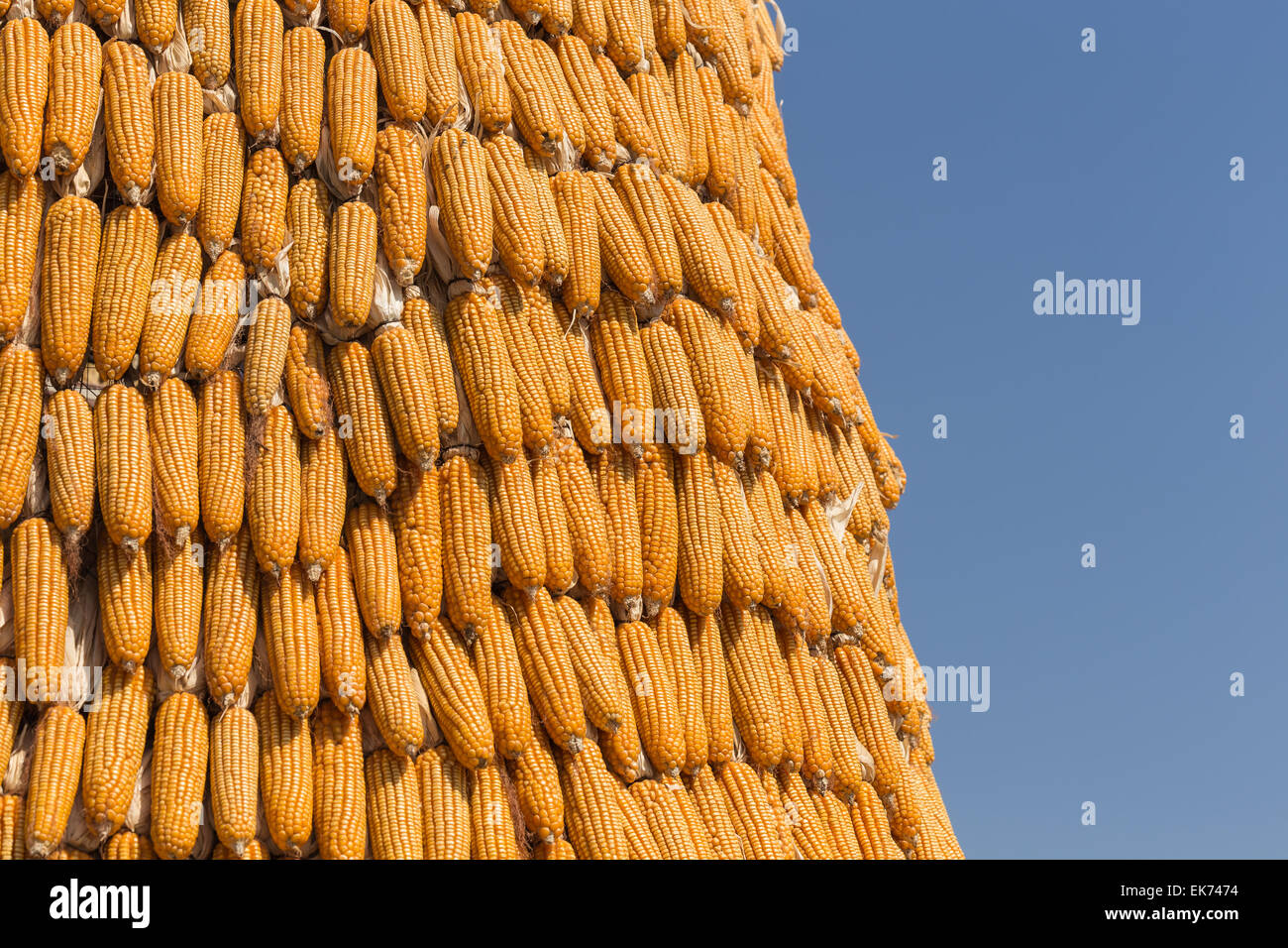 Dry corn with blue sky Stock Photo - Alamy