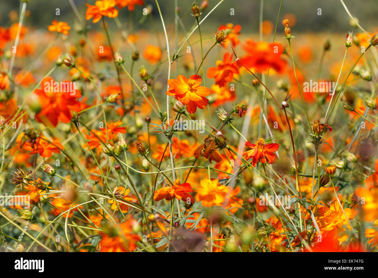 Orange cosmos flower Stock Photo - Alamy
