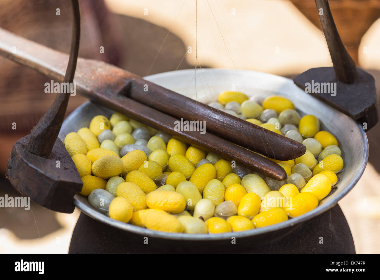 Boiling cocoon in a pot to prepare a cocoon silk Stock Photo - Alamy