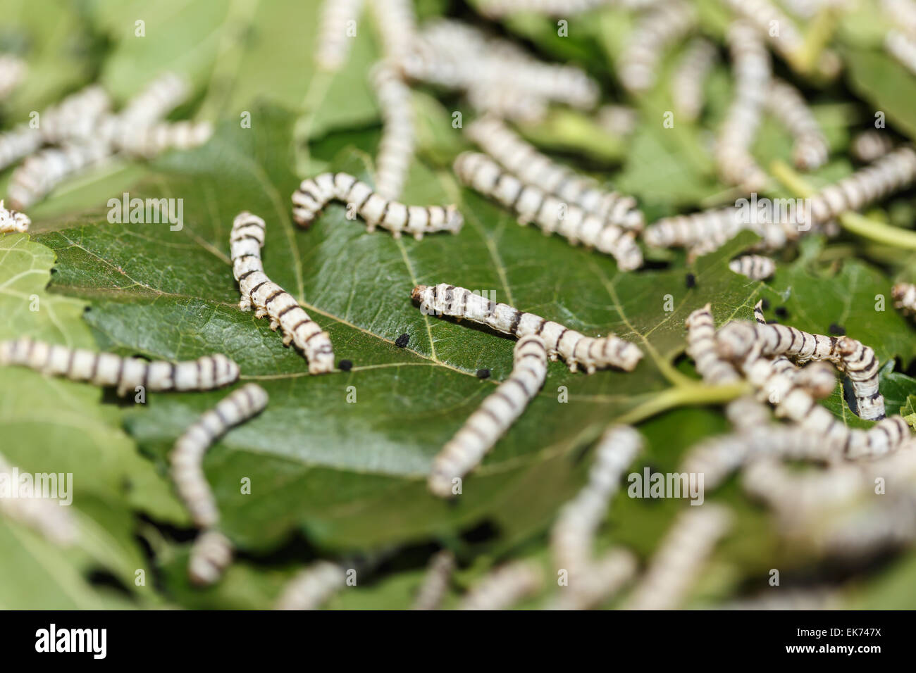 Silk worm eating mulberry green leaf Stock Photo - Alamy
