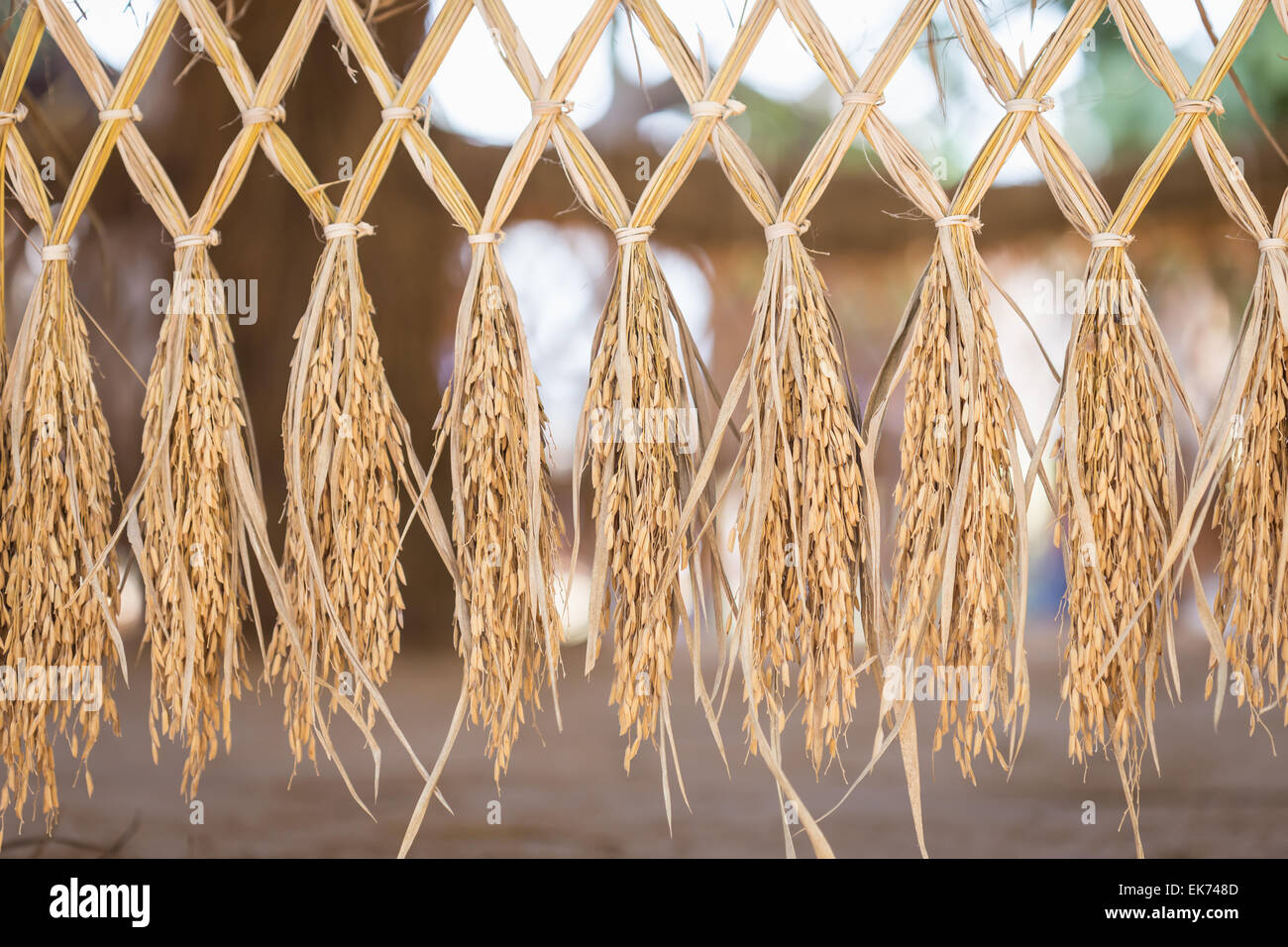 Wallpaper golden paddy hi-res stock photography and images - Alamy