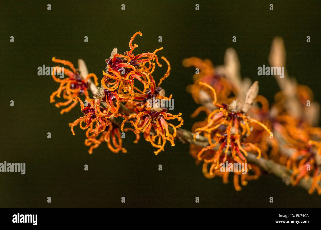 Whitch Hazel, Hamamelis intermedia cultivar Spanish Spider, shrub Stock ...