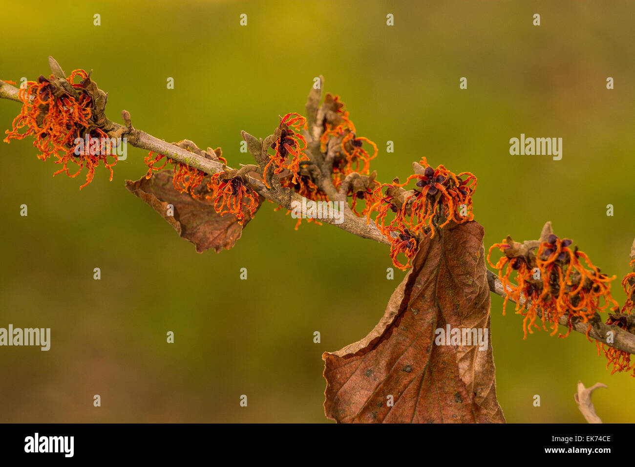 Whitch Hazel, Hamamelis intermedia cultivar Spanish Spider, shrub Stock ...