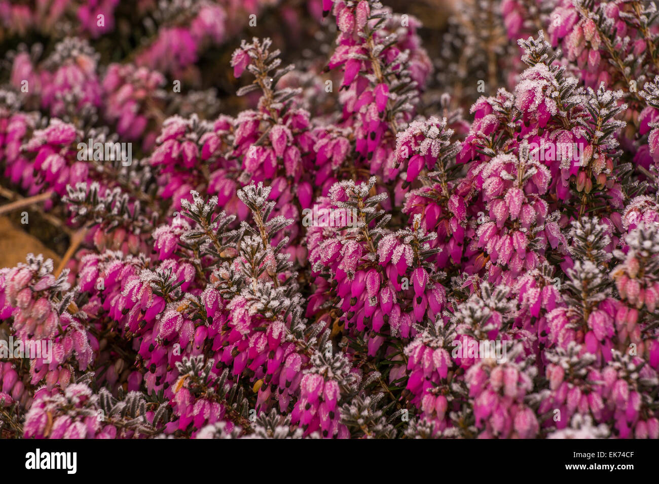winter heath, Erica carnea cultivar Winter Freude, shrub Stock Photo ...
