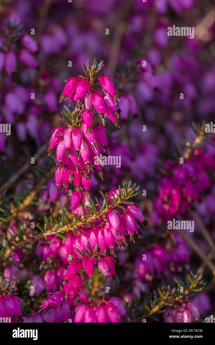 Erica carnea cv winterfrudel hi-res stock photography and images - Alamy
