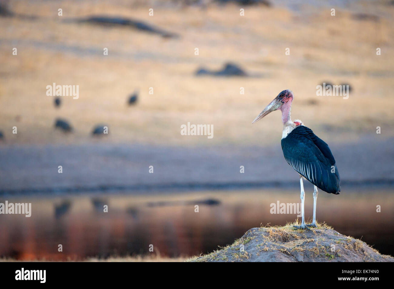 Semi colonial breeder hi-res stock photography and images - Alamy