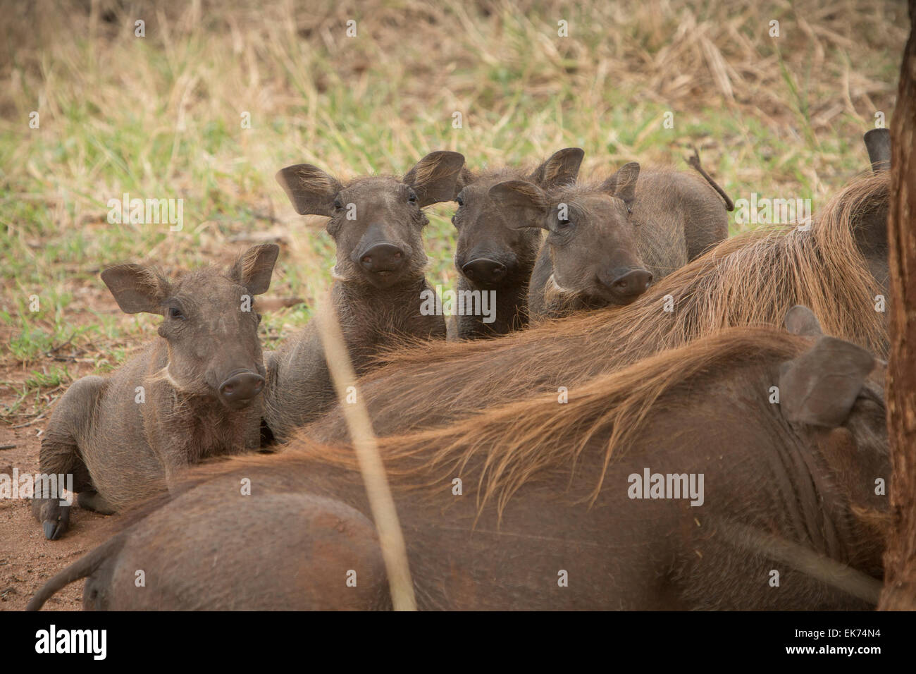 Warthog family with young at Kidepo Valley National Park in Northern ...