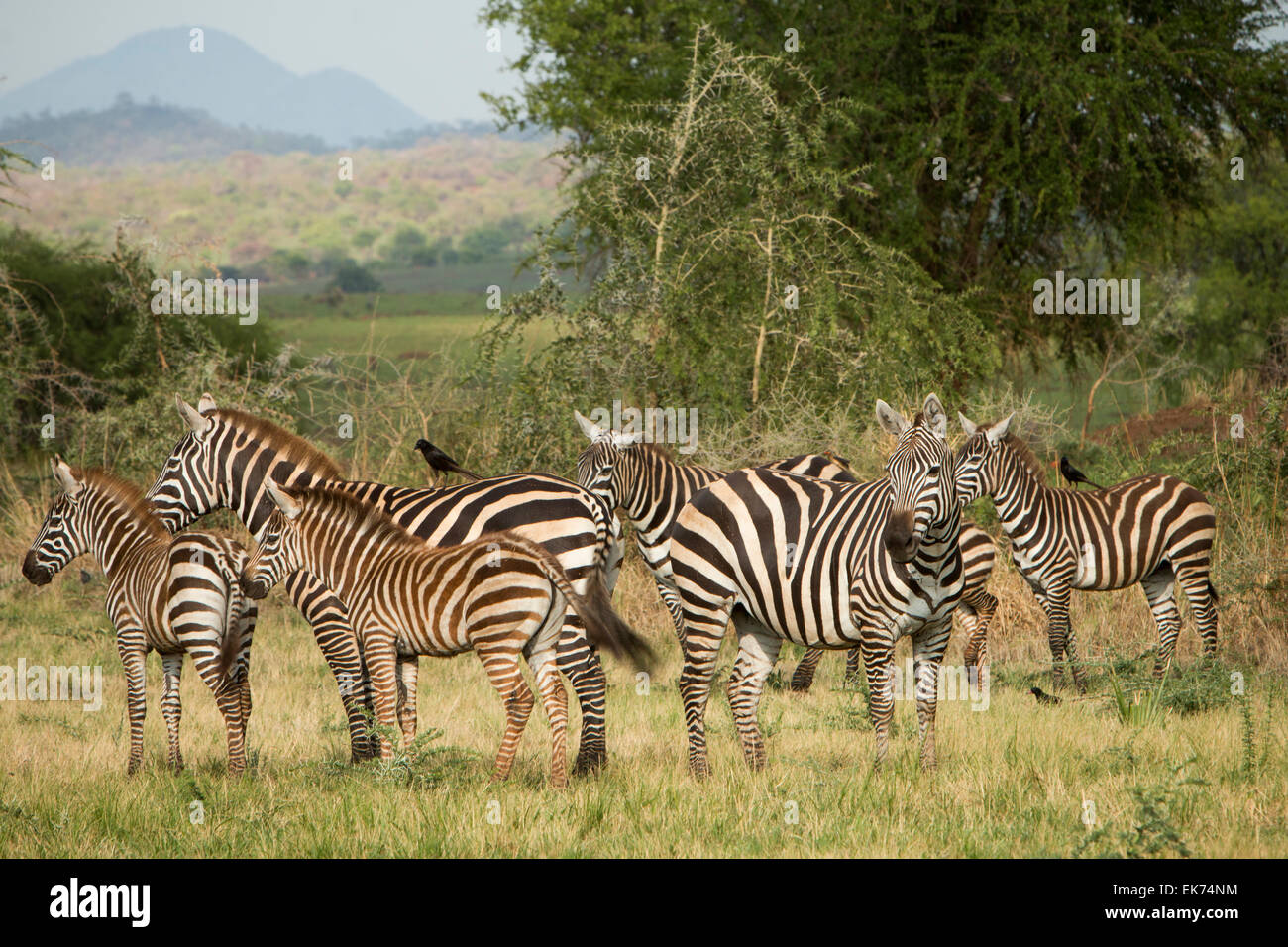 Herd of Zebra Kidepo Valley National Park in Northern Uganda, East ...