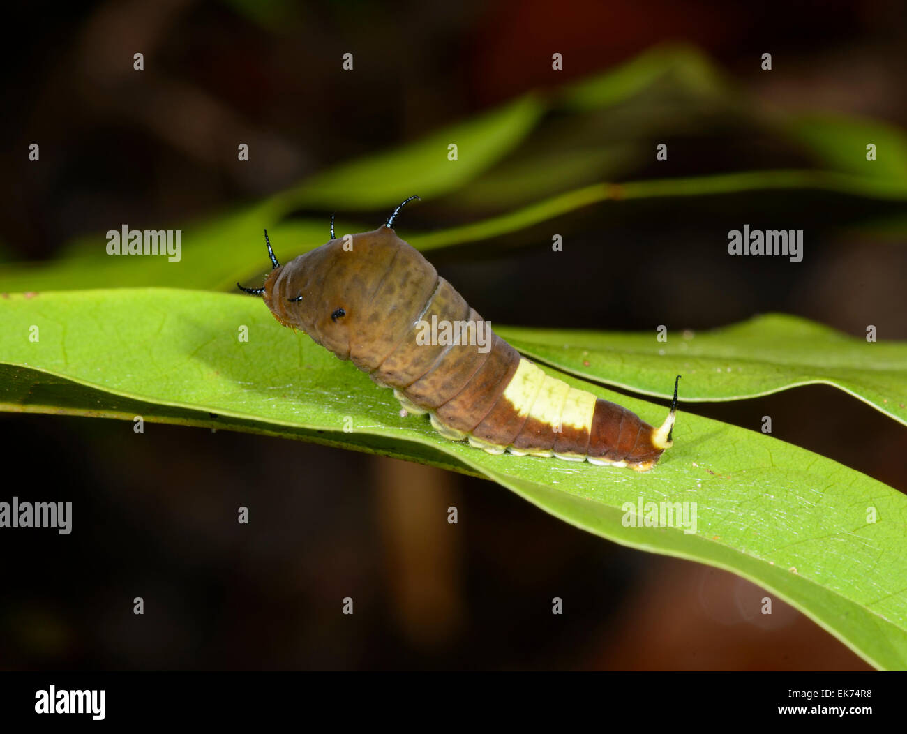 Caterpillar of a Green Triangle Butterfly (Graphium macfarlanei ...