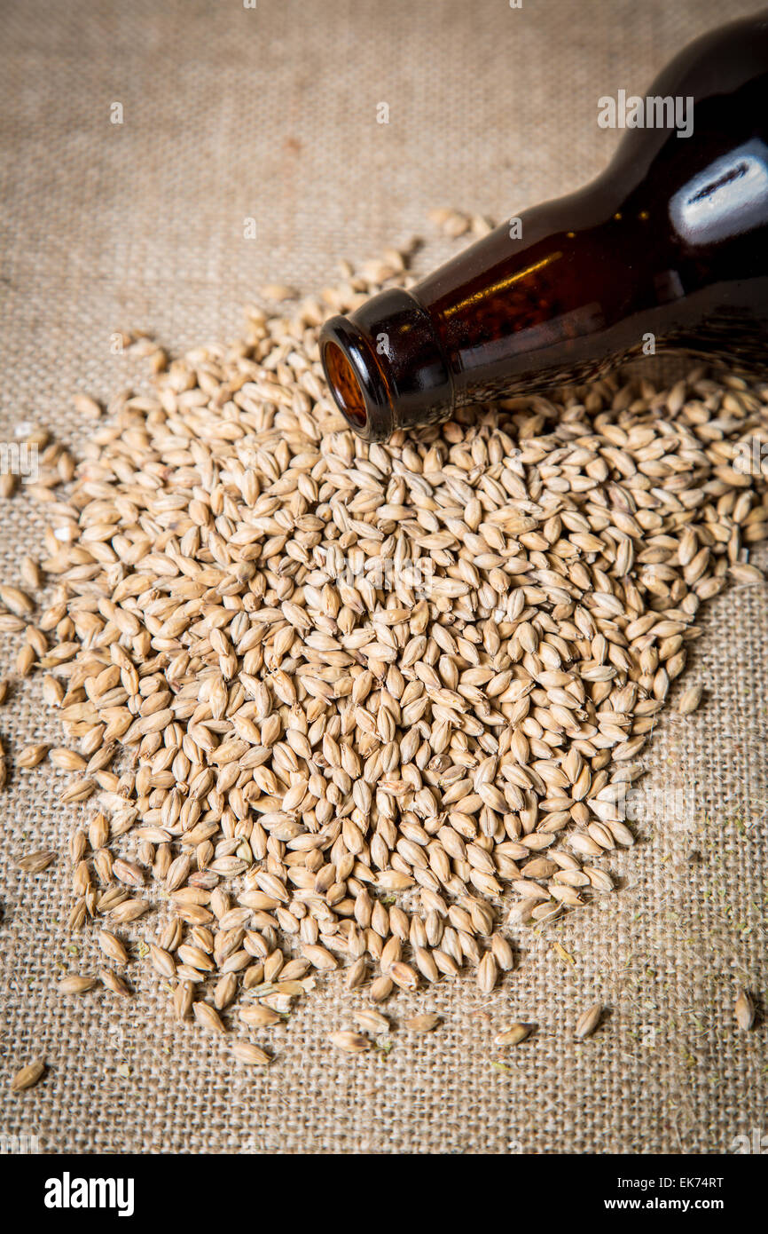 Golden promise malt Stock Photo - Alamy