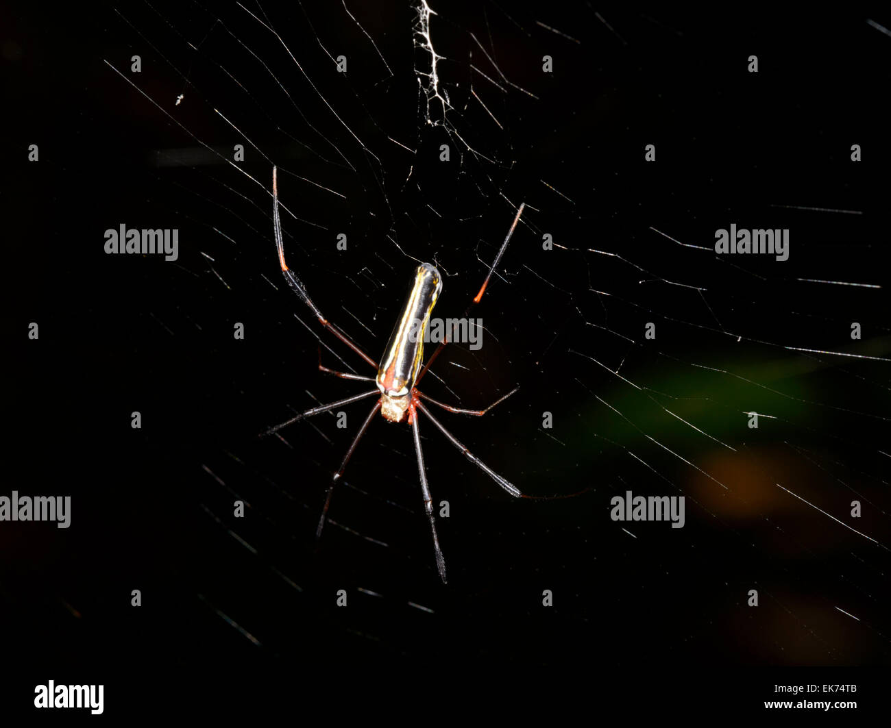 Golden orb-weaver (Nephila spp.), Queensland, Australia Stock Photo - Alamy