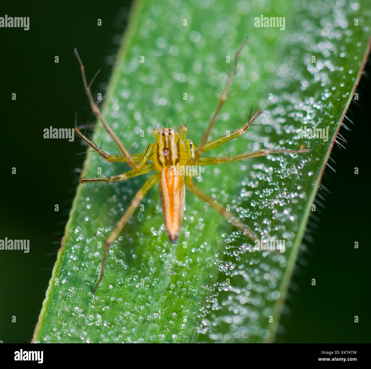 Lynx spiders hi-res stock photography and images - Alamy