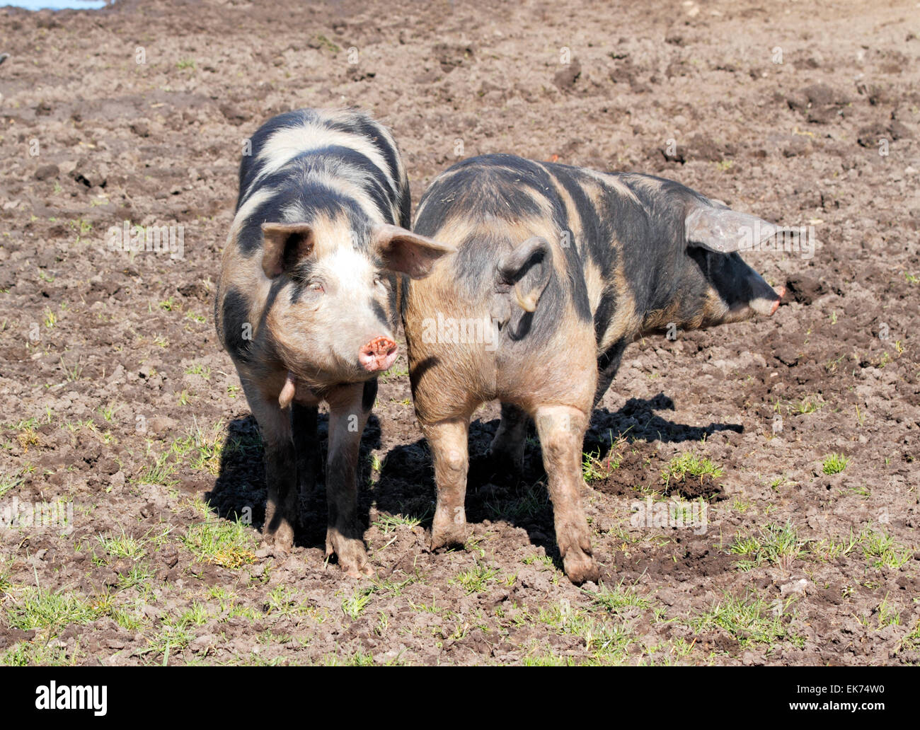 Free-range organic and very rare Old Danish Piebald Landrace pigs at ...