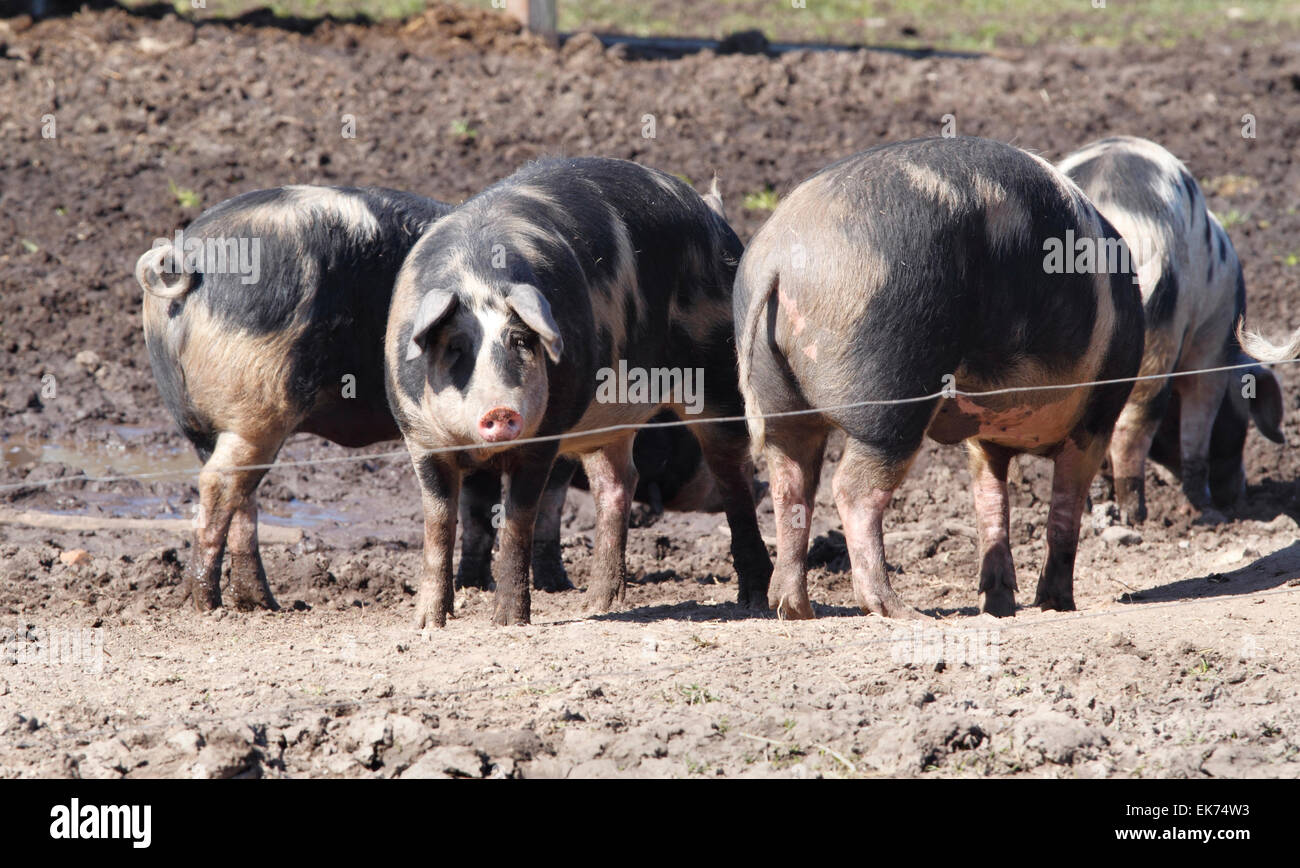 Pig Farm Denmark Stock Photos & Pig Farm Denmark Stock Images - Alamy