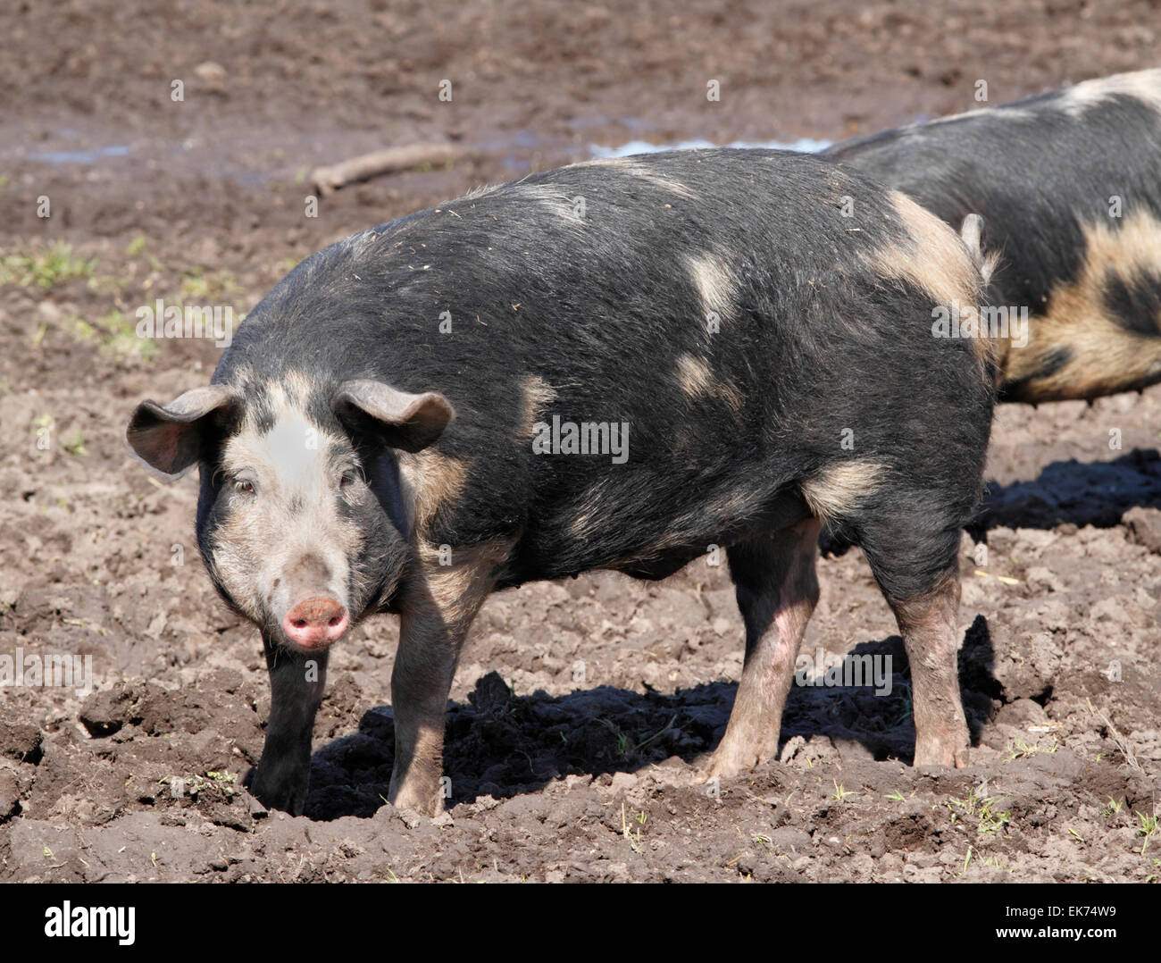 Pig Farm Denmark Stock Photos & Pig Farm Denmark Stock Images - Alamy