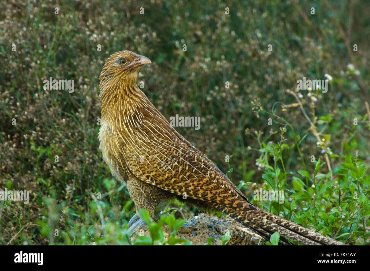 Pheasant Coucal (Centropus phasianinus), Queensland, Australia Stock ...