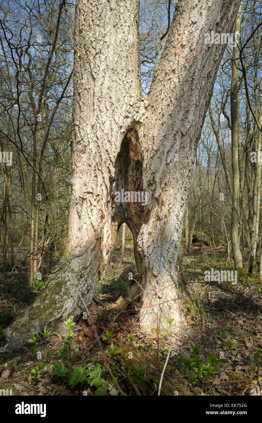 Siamese tree which has bifurcated and has rotted from its base Stock ...