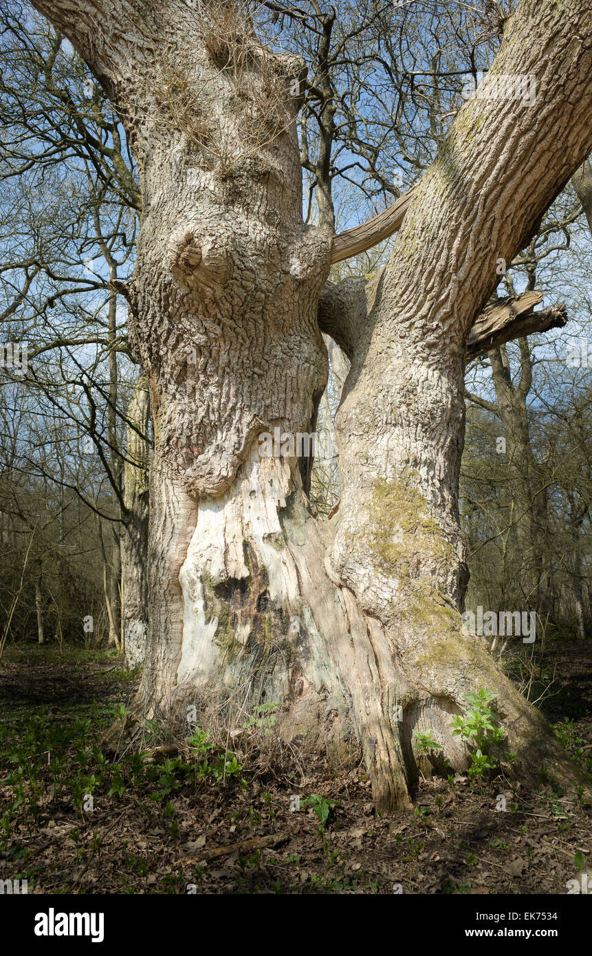 Siamese stout tree that has bifurcated Stock Photo - Alamy
