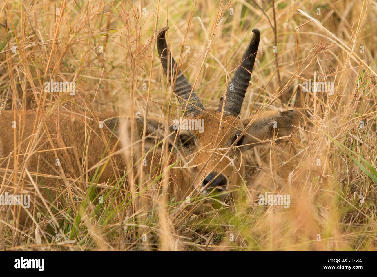A Bohor Reedbuck hiding in the grass at Kidepo Valley National Park in ...