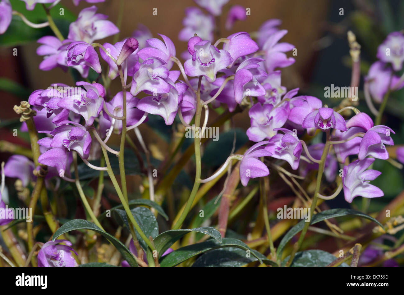 Dendrobium kingianum hi-res stock photography and images - Alamy