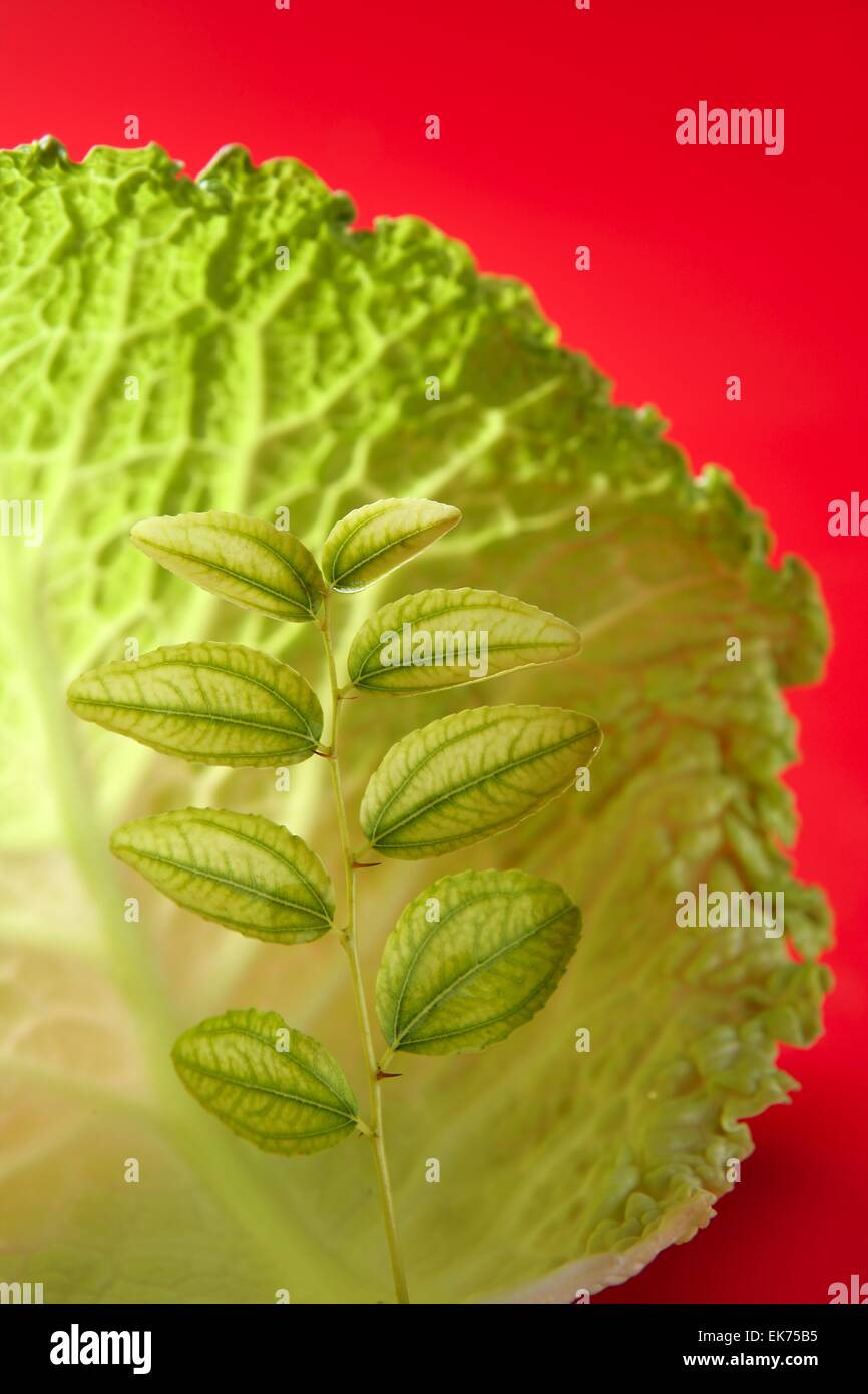Growing inside a cabbage leaf Stock Photo - Alamy