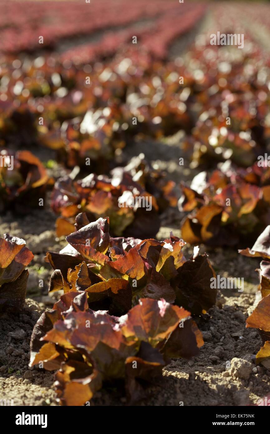 Red little baby lettuce, fields from spain Stock Photo - Alamy